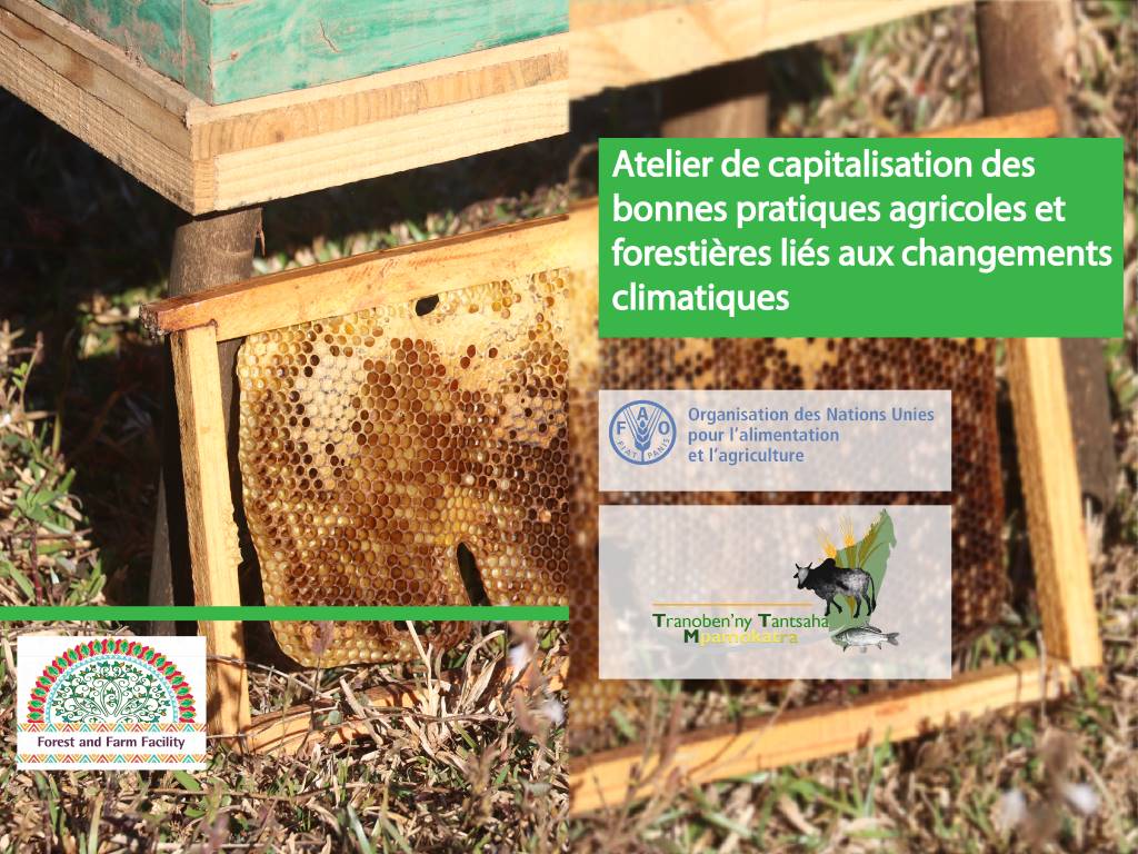 Apiculture-FAO et Tranoben'ny Tantsaha Mpamokatra